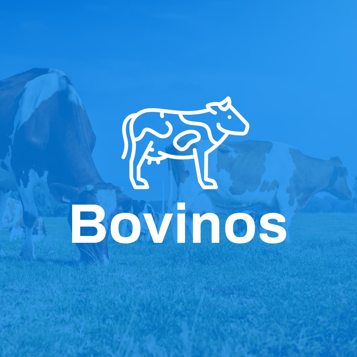 Pharmavet Corporation SAC - Productos Veterinarios de alta calidad